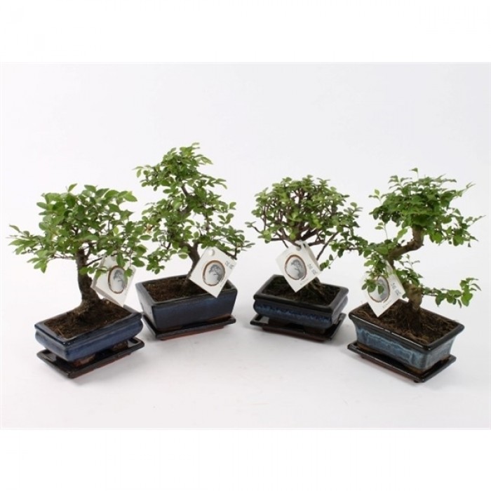 Beautiful Bonsai Tree with Ceramic Dish