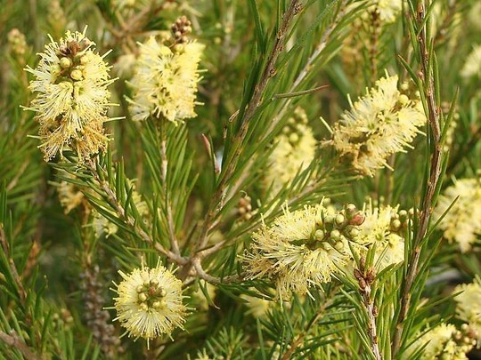 Callistemon sieberi Widdicomb Gem - Yellow Bottlebrush