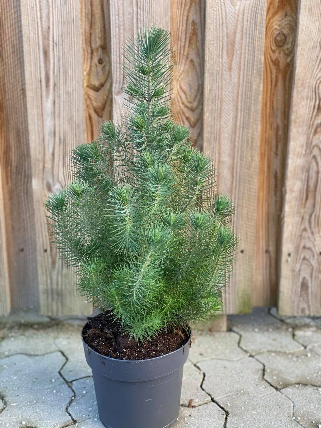 Christmas Tree - Pinus pinea Silver Crest - Stone Pine