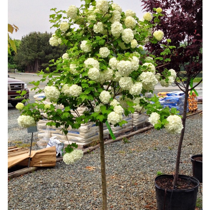 Fragrant SNOW BALL TREE - Patio Standard Viburnum opulus roseum ...