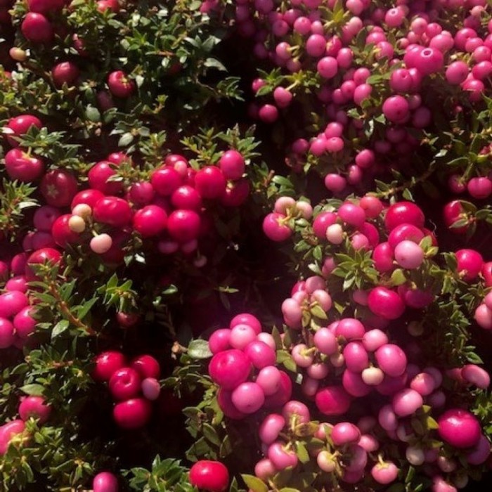 Pernettya mucronata Rosy Pink - Evergreen Prickly Heath Berry Plants