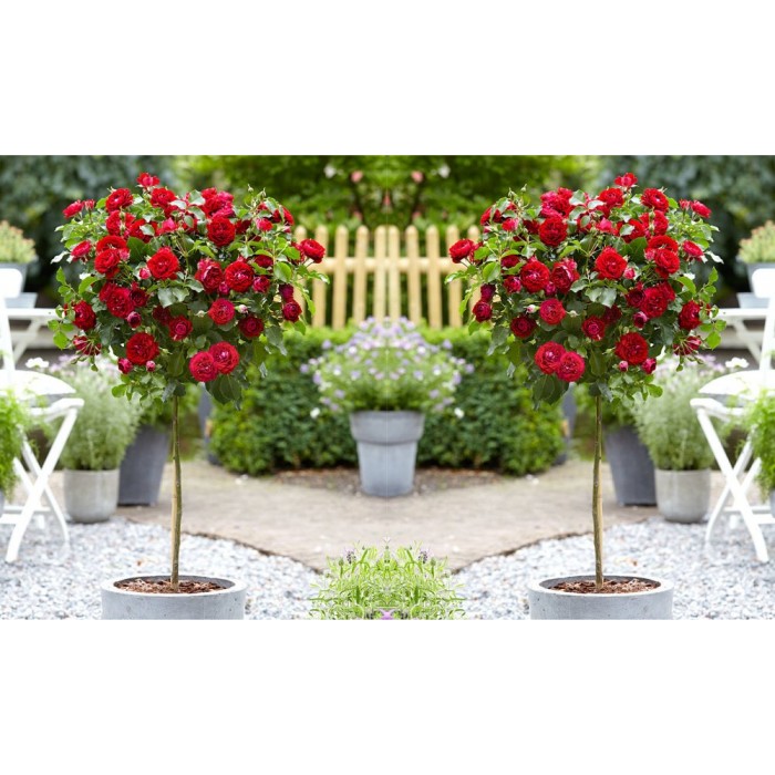 Pair of Standard RED Flowering PATIO Rose Trees