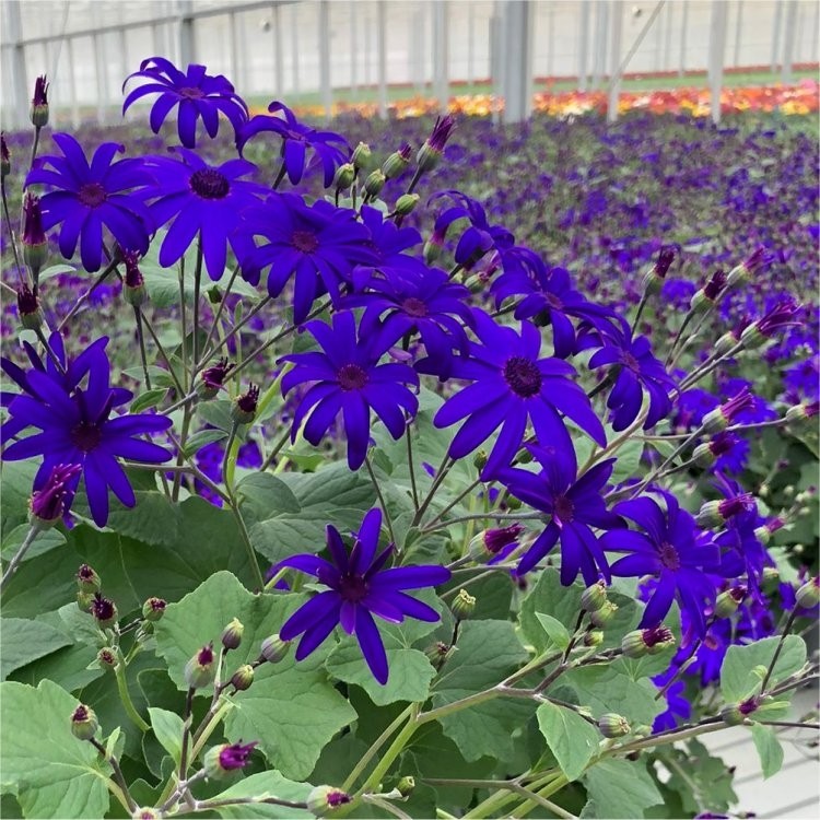 Deep Blue Senetti in Bud & Bloom