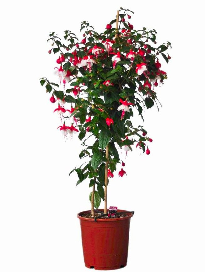 Pair of Fuchsia Tree Standards 'Britney' - Gorgeous Patio Fuchsia Trees