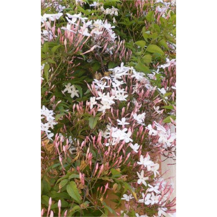 Jasminum officinale - Jasmine polyanthemum - Scented Chinese Jasmin