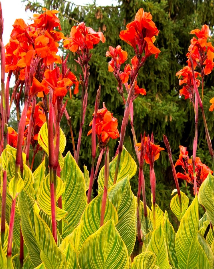 Canna Pretoria - Amazing Multicolour Foliage Bengal Tiger Canna Plant