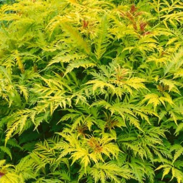 Sambucus shrubs for sale | Buy Sambucus plants online UK delivery