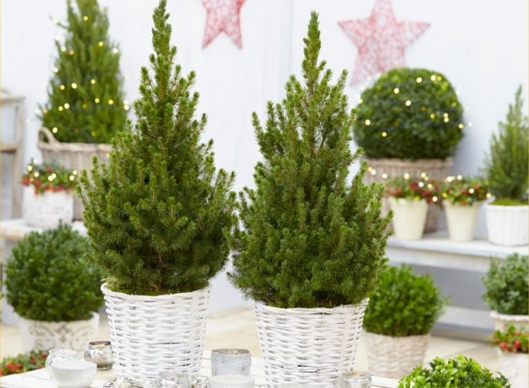 Pair of Compact 70-80cm Contemporary Christmas Trees in Festive Baskets