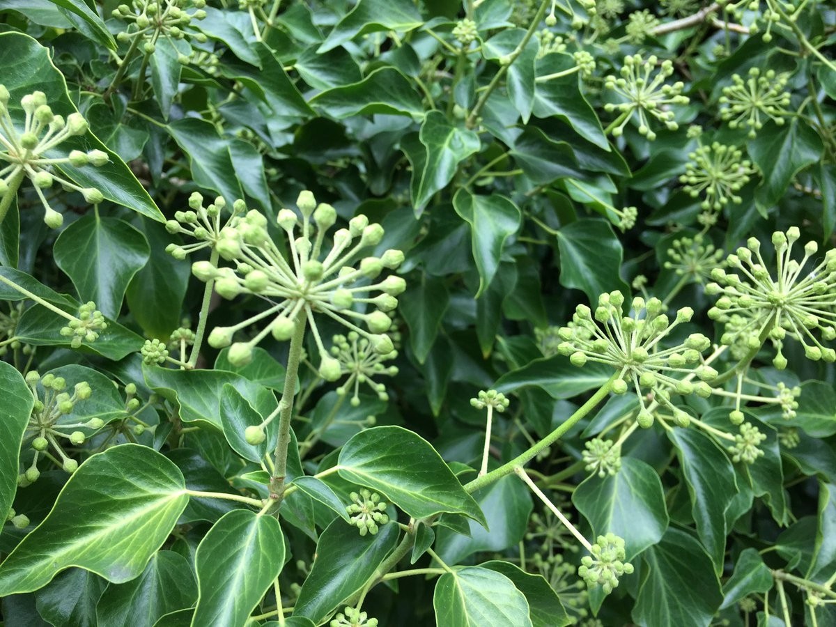 Hedera helix Arborescens - Tree Ivy
