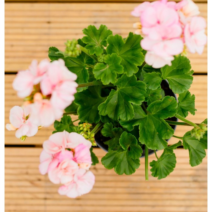 Geranium Toscana Light Pink