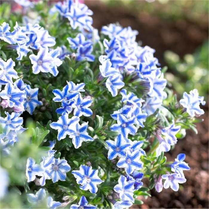 Lithodora diffusa BLUE STAR - Bicolour Groundcover