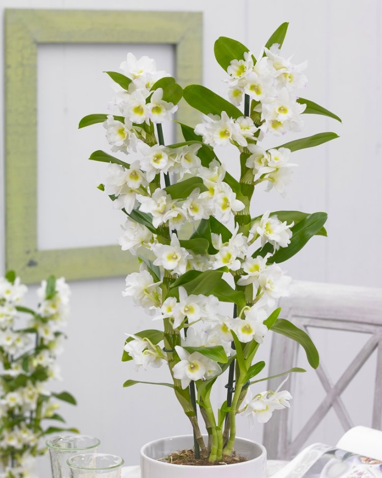 Noble White Towering Dendrobium Orchid - Premium Quality