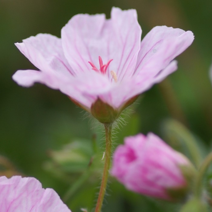 Hardy Geranium Breeders Mix Premium Collection - Pack of TEN