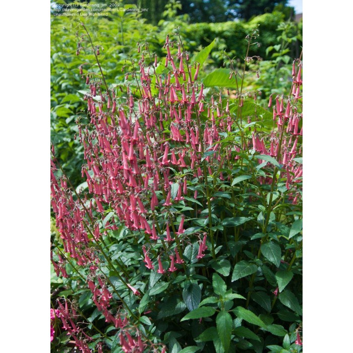 Phygelius 'Devils' Tears'