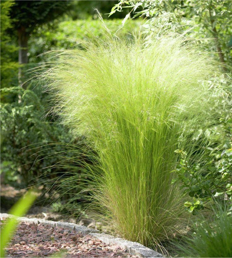 Stipa tenuissima Ponytails - Pack of THREE Mexican Feather Grass Plants