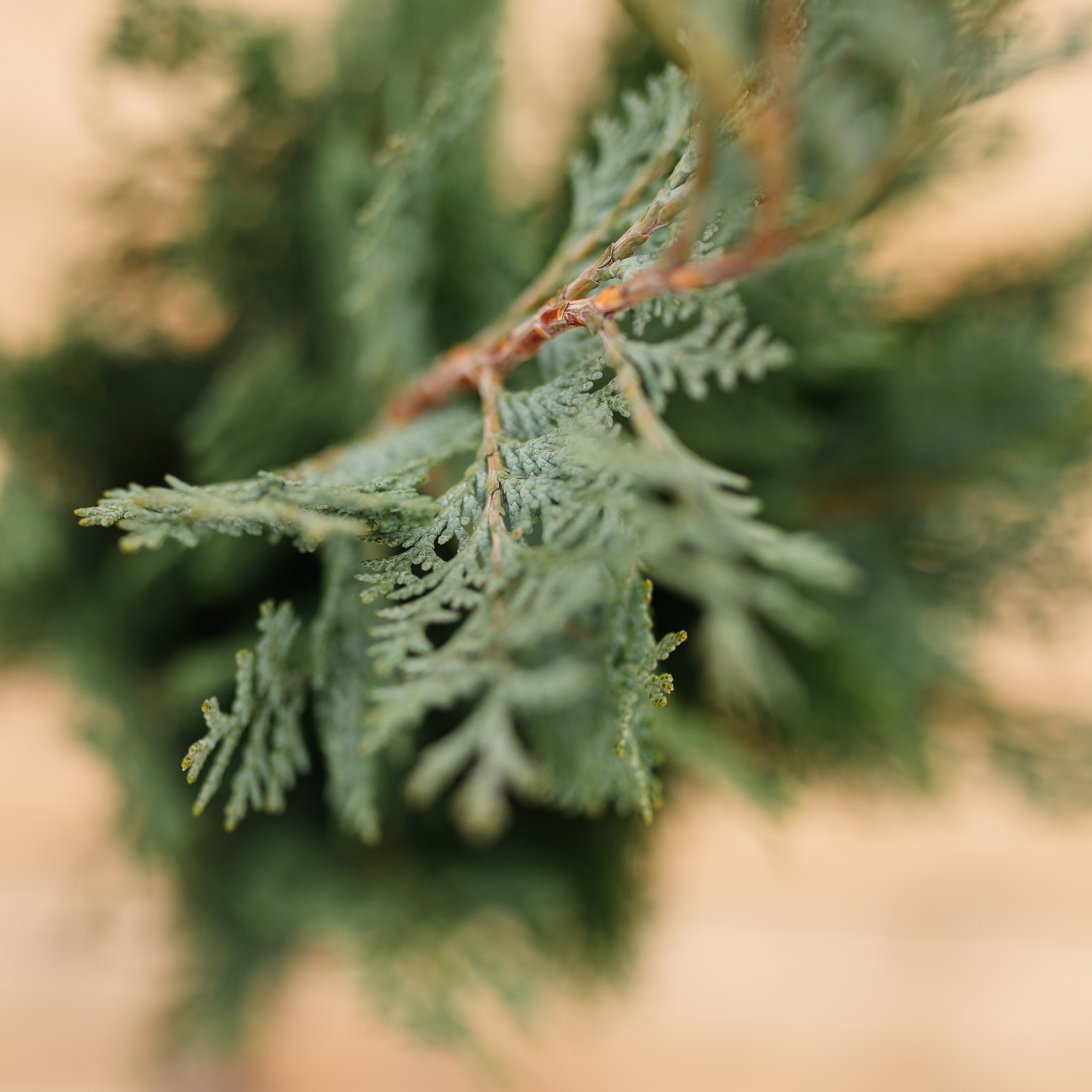 Chamaecyparis lawsonia 'Columnaris' Glauca - 80-100cm Steel Blue ...