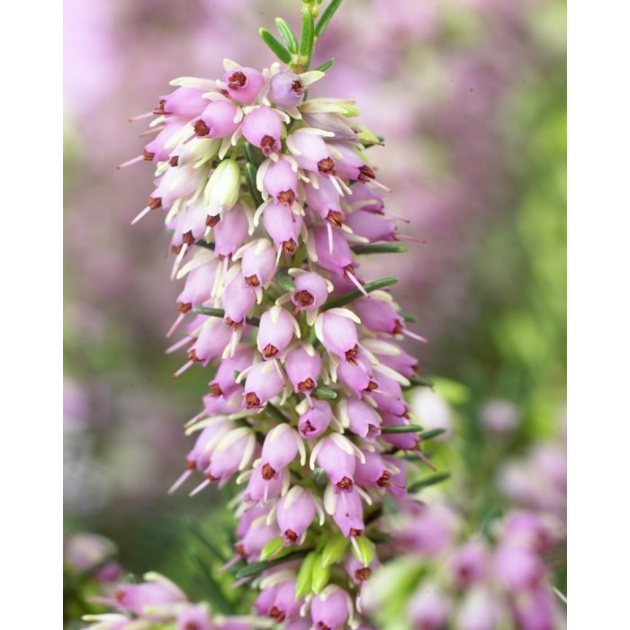 Erica darleyensis 'Darley Dale' - Pink Winter Flowering Heather