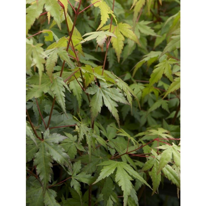 Acer palmatum - Japanese Maple Tree