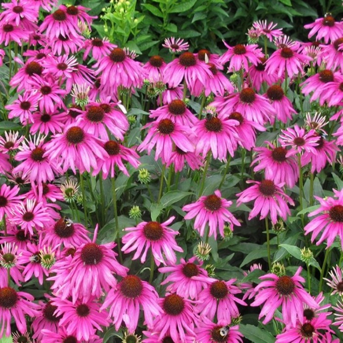 Echinacea Breeders Mix Sunny Colours Echinacea Plants - Pack of FIVE