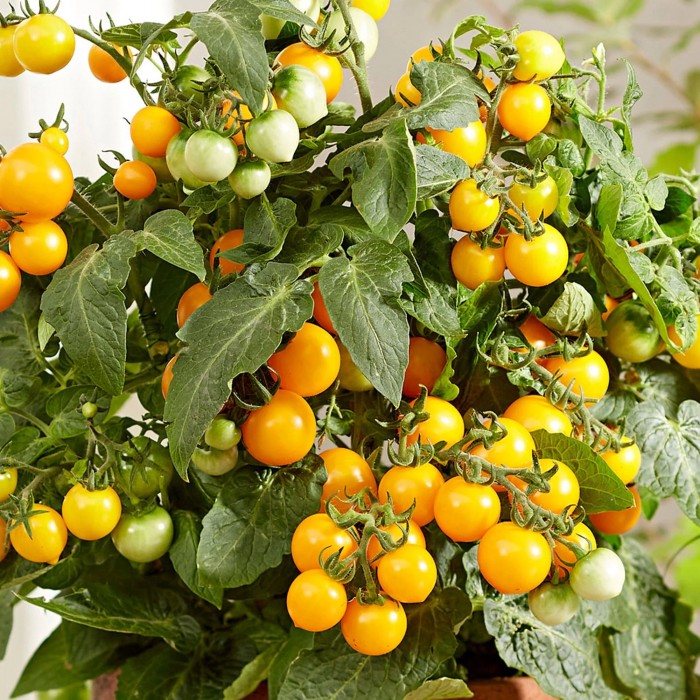 Container & Basket Tomato Collection - Pack of SIX Plants