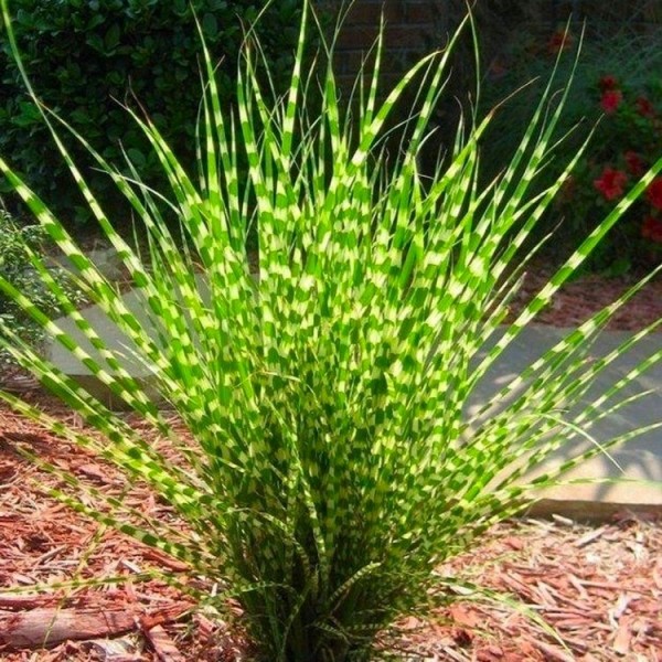 Miscanthus grasses for sale UK | Buy Miscanthus | Silvergrass