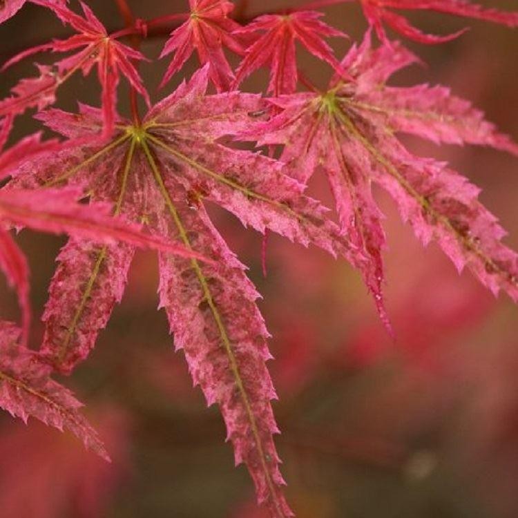 Acer palmatum Phoenix - Japanese Maple
