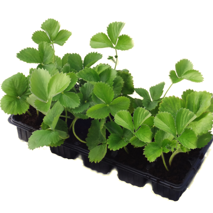 Alpine Strawberry - Rujana - Pack of TEN