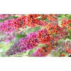 Buddleia Flower Power - Amazing Bicolour Flowered Butterfly Bush