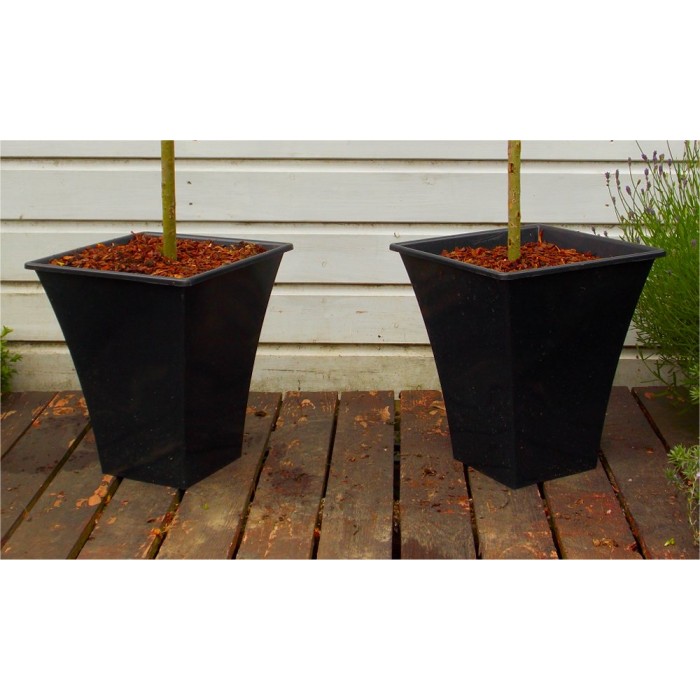 Pair of Standard Topiary Trees 'Salix Flamingo' with Large Flared ...