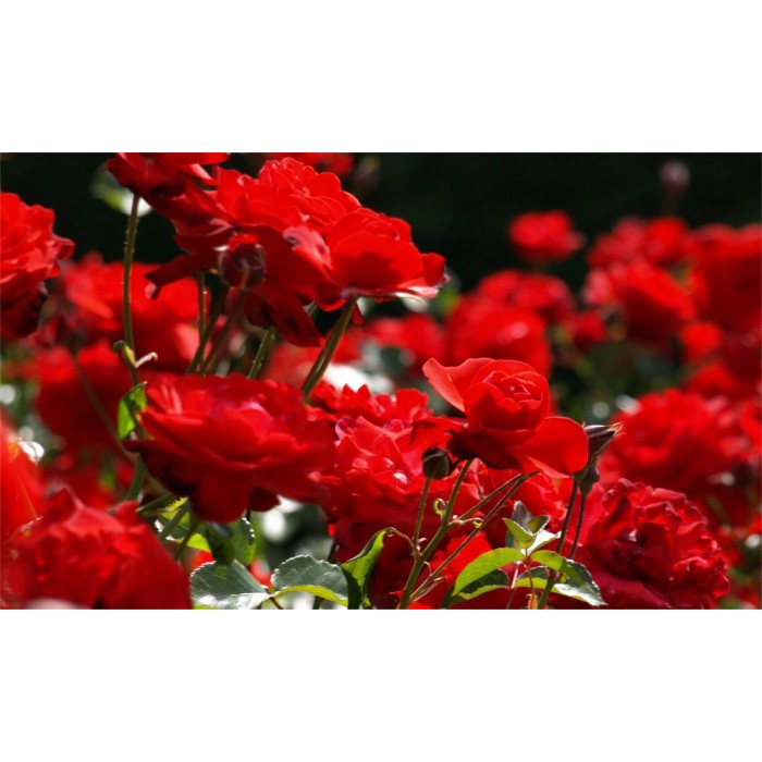 PAIR of mini Standard RED Flowering PATIO Rose Trees