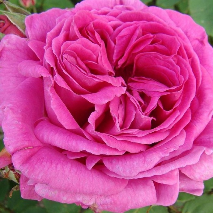 Rose Madame Isaac Pereire