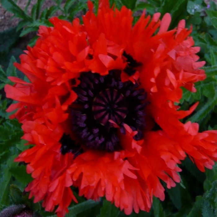 Papaver orientale Turkenlouis - Fringed Oriental Poppy
