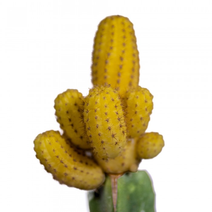 Moon Cactus Collection - THREE different Cacti Colours