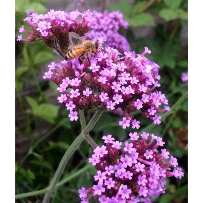 Verbena bonariensis Lollipop - Dwarf Brazilian Verbena