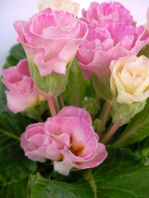 Primrose Antique Rose - Pretty Pink Ruffled Flowers - Pack of SIX Plants
