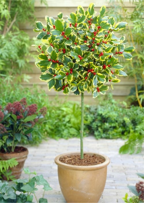 Gorgeous LARGE Golden King Holly Tree Standard