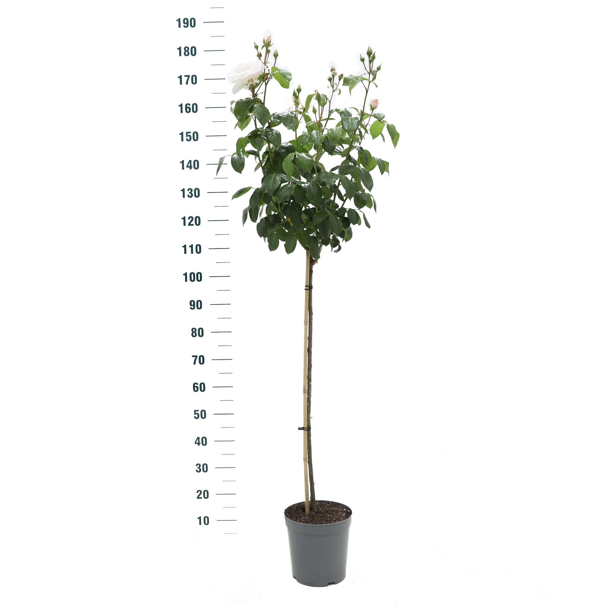 Large Standard Rose Tree 'White Swan' - circa 150cms tall