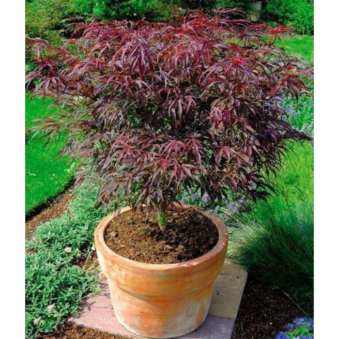 Acer palmatum Peve Dave - Japanese Maple