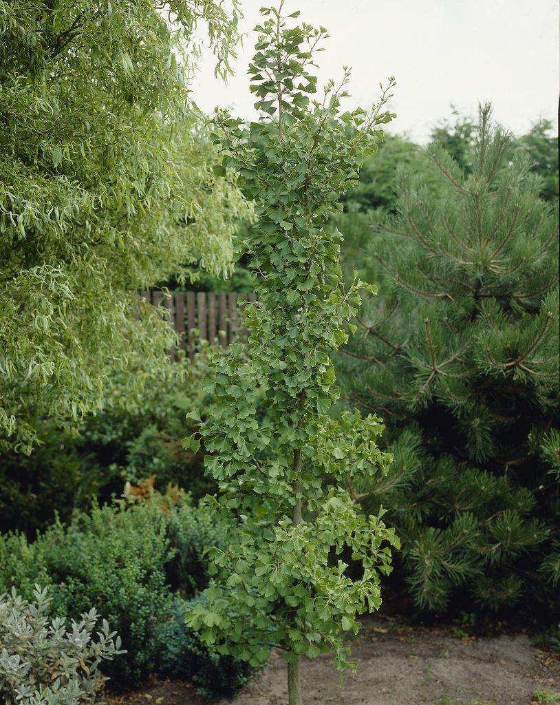 Ginkgo biloba - Maiden Hair Tree - Large 120-160cm tall