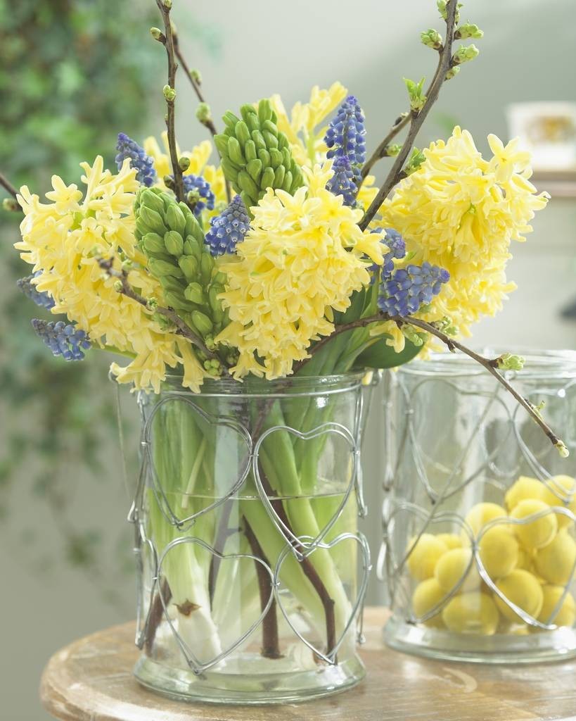 Rare Buttermilk Hyacinth Yellow Queen - Pack of THREE