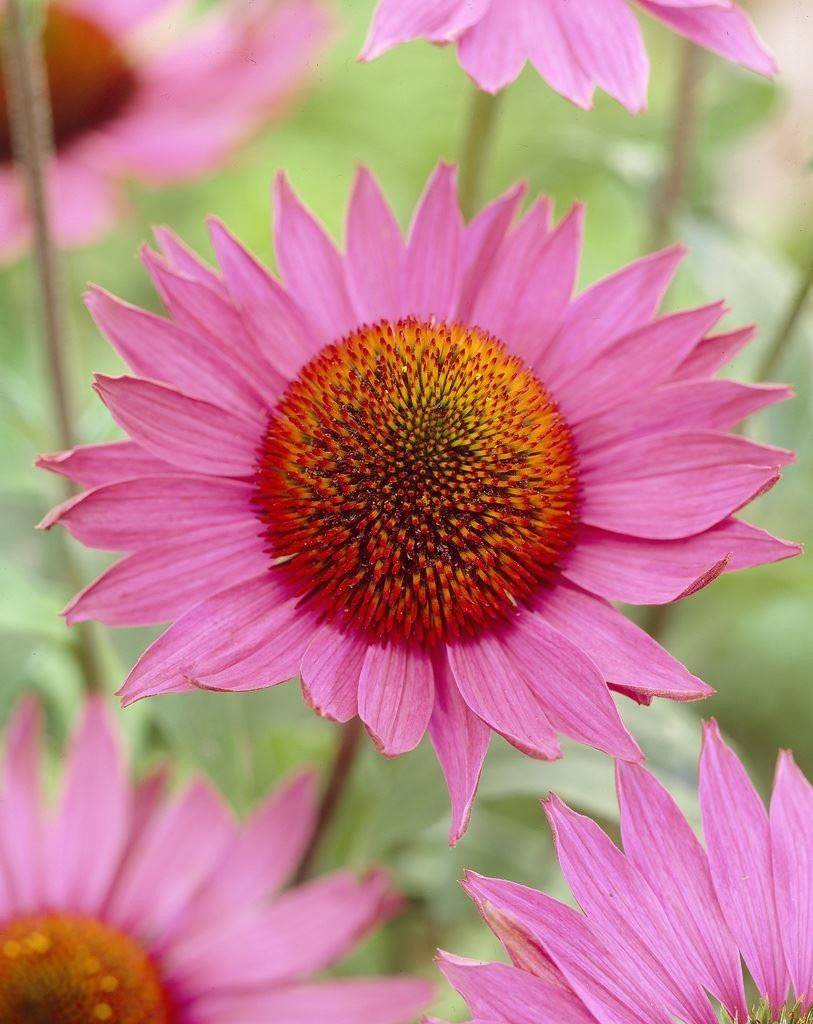 Echinacea purpurea Ruby Giant