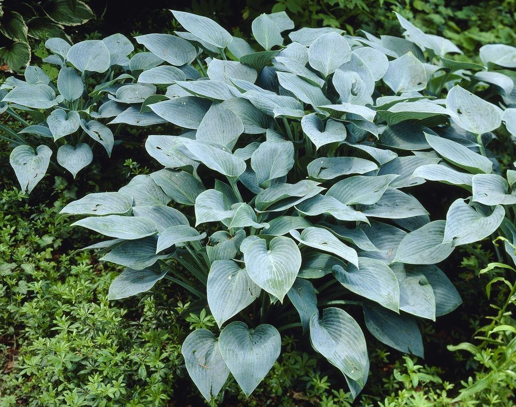Hosta 'Halcyon'