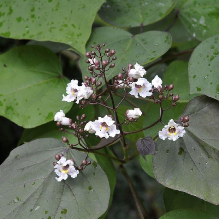 Catalpa erubescens Purpurea - Purple Indian Bean Tree