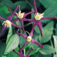 Page 2 | Clematis plants UK | Buy flowering clematis | Gardening Express