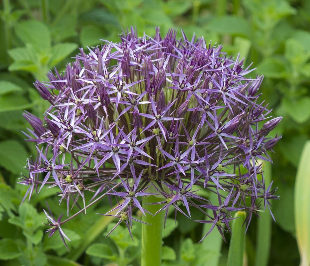 Allium christophii - Star of Persia