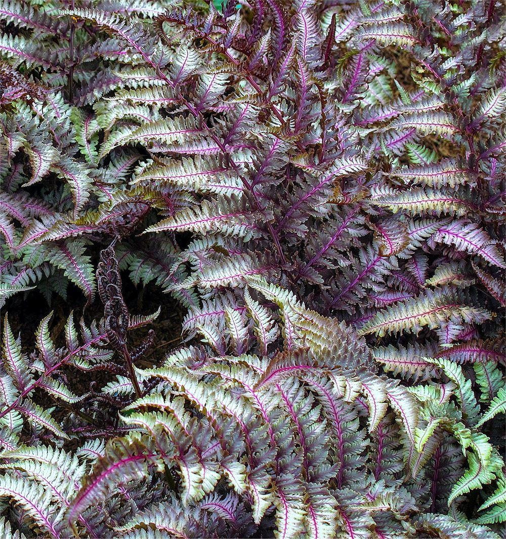 Athyrium niponicum pictum metallicum - Japanese Painted Fern