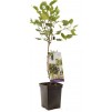Black Mulberry Patio Tree - Morus rotundiloba Mojo Berry circa 100cms