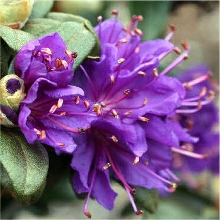 Rhododendron impeditum Dwarf Blue Silver