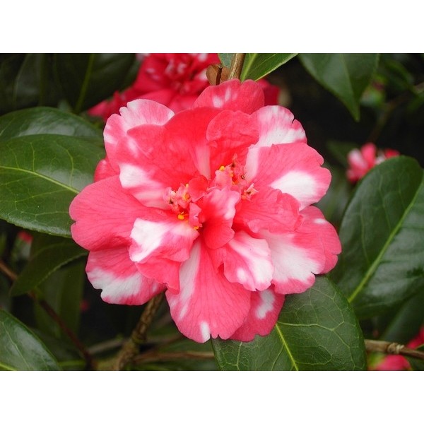 Page 2 | Buy Camellia plants | Camellia shrubs online for UK delivery