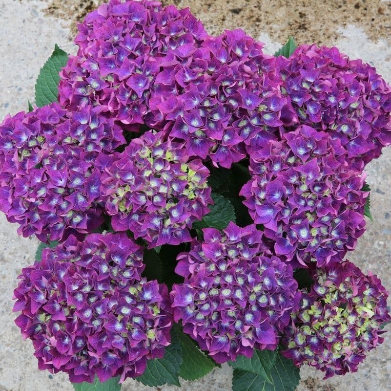 GIANT PURPLE MOPHEAD - Hydrangea macrophylla Rodeo Deep Purple - Large ...